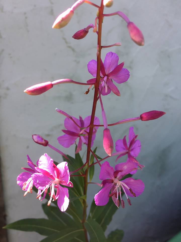 WEEDS FOR WELLNESS – A GUIDE TO YOUR BACKYARD PHARMACY FIREWEED ...