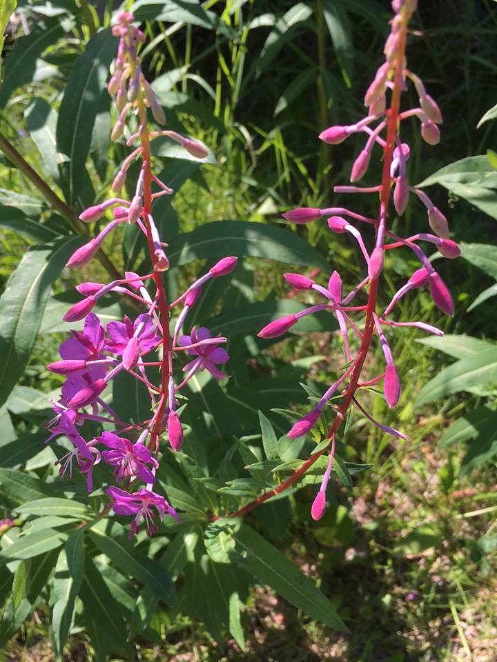 WEEDS FOR WELLNESS – A GUIDE TO YOUR BACKYARD PHARMACY FIREWEED ...